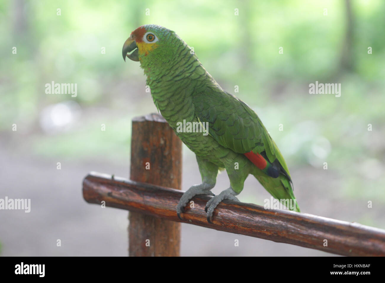 Beautiful speaking green parrot outside in the ranch Stock Photo - Alamy