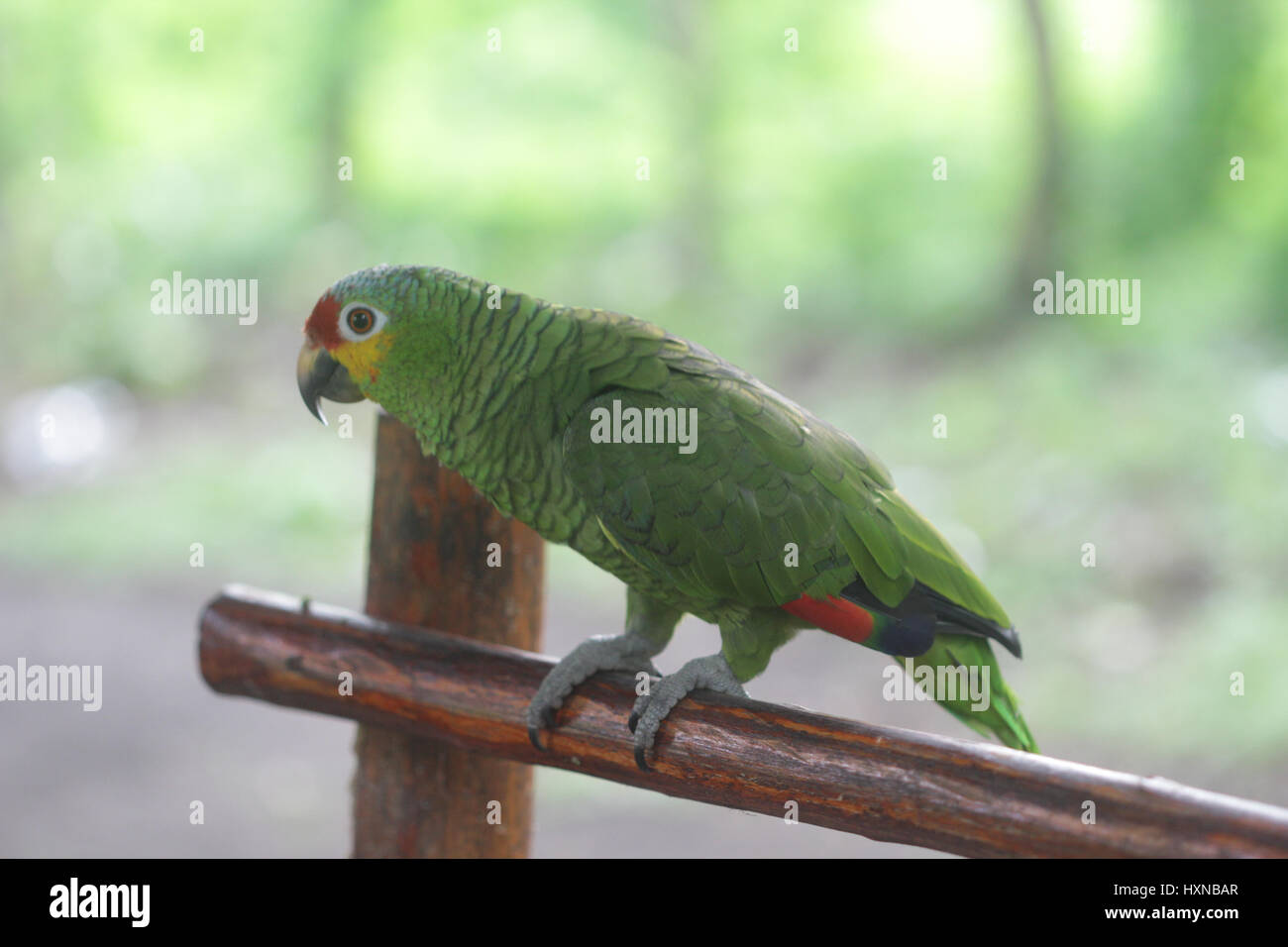 Beautiful speaking green parrot outside in the ranch Stock Photo - Alamy