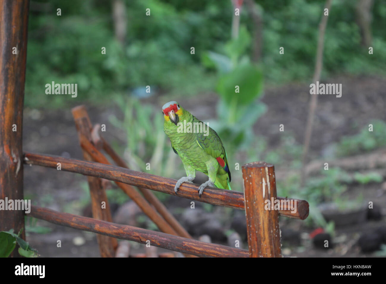 Beautiful speaking green parrot outside in the ranch Stock Photo - Alamy