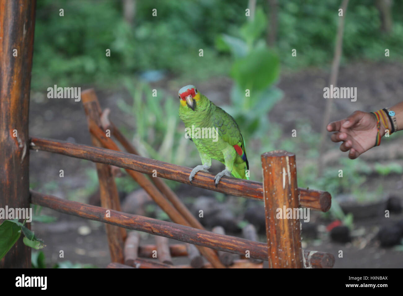 Beautiful speaking green parrot outside in the ranch Stock Photo - Alamy