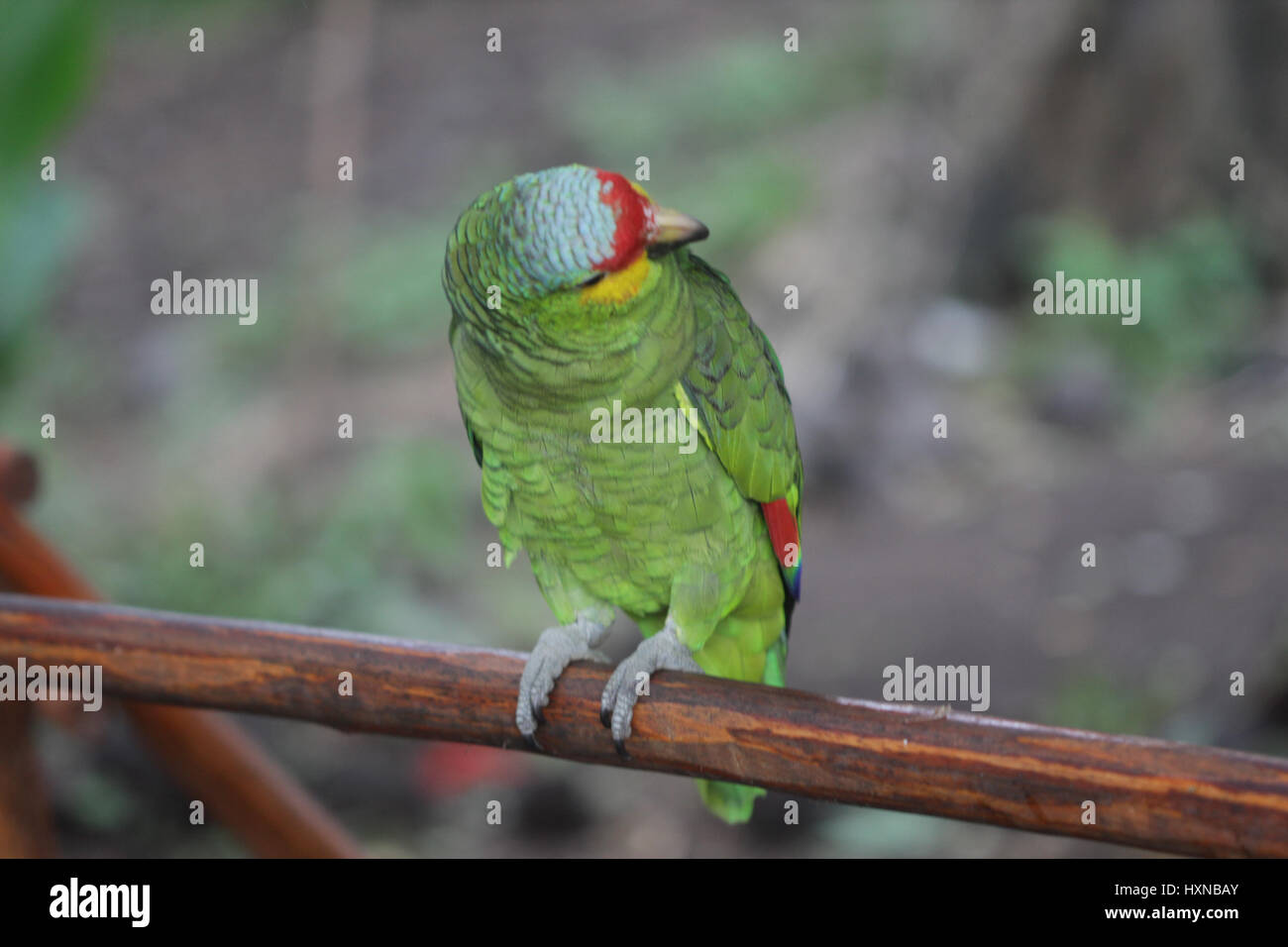Parrot facts hi-res stock photography and images - Alamy
