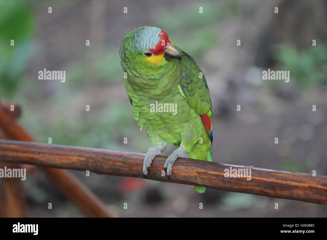 Beautiful speaking green parrot outside in the ranch Stock Photo - Alamy