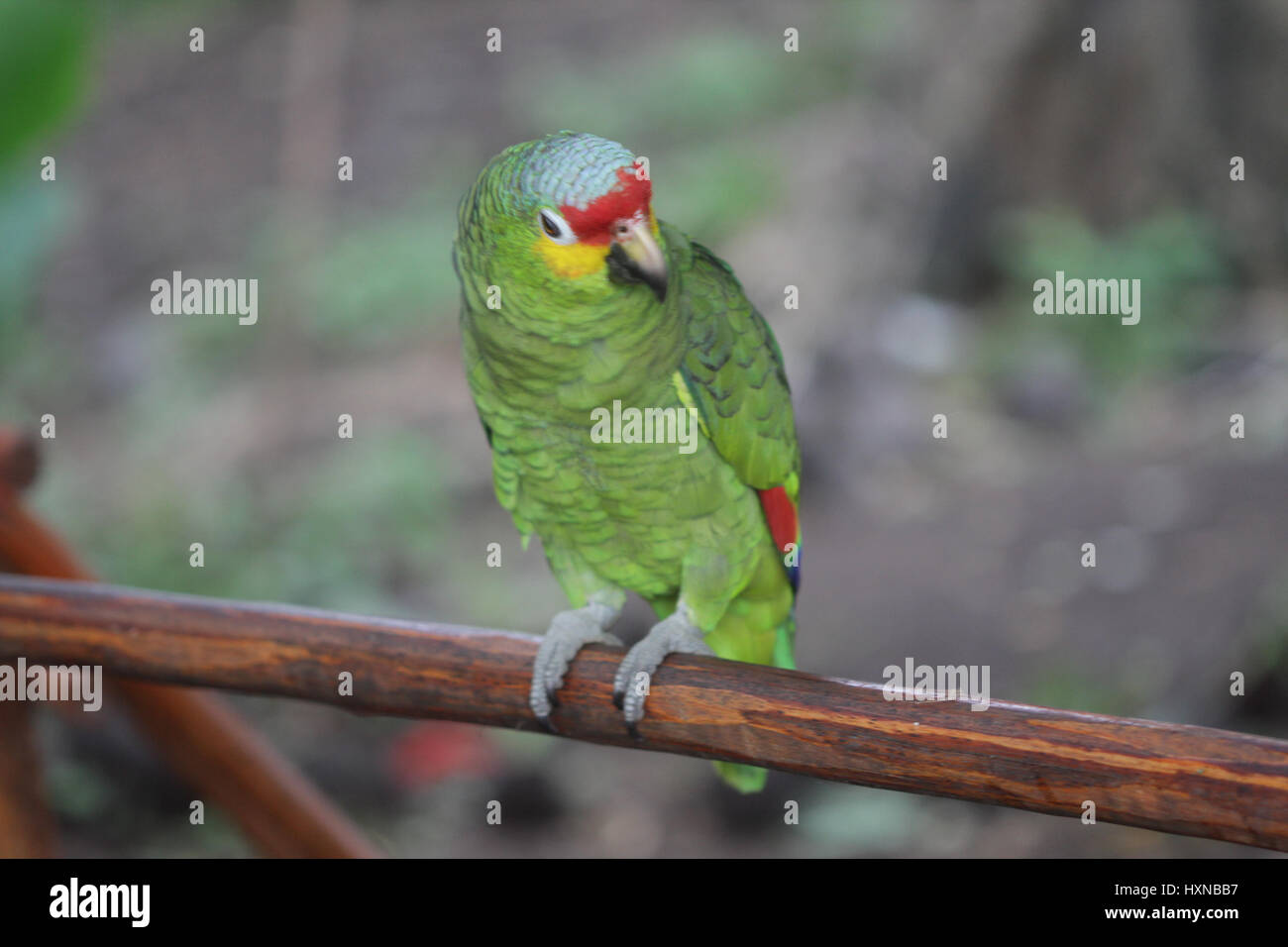 Beautiful speaking green parrot outside in the ranch Stock Photo - Alamy