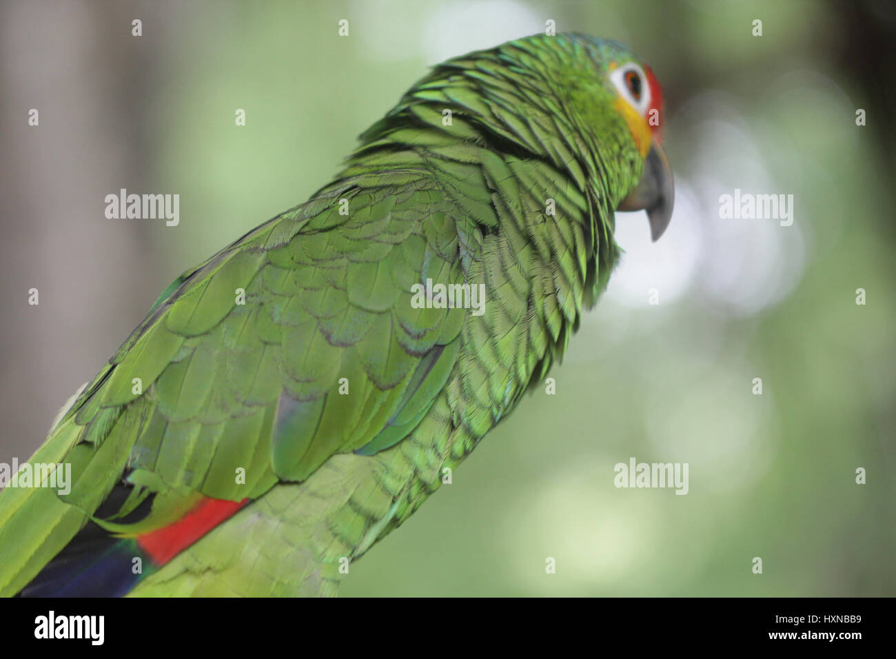 Beautiful speaking green parrot outside in the ranch Stock Photo - Alamy