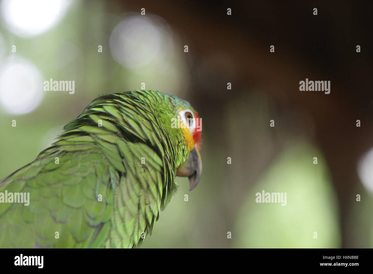 Beautiful speaking green parrot outside in the ranch Stock Photo - Alamy