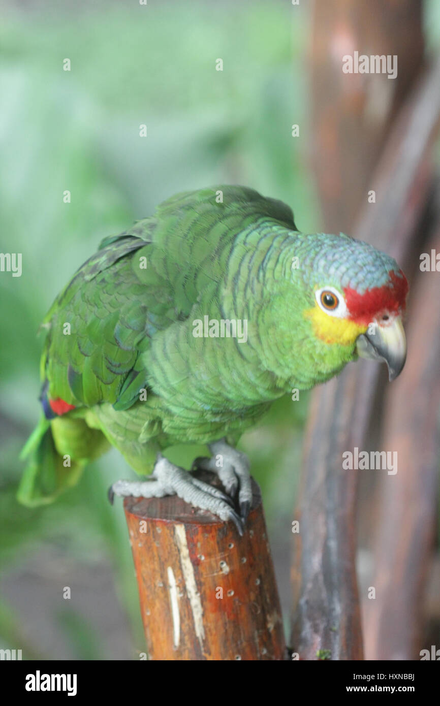 Beautiful speaking green parrot outside in the ranch Stock Photo - Alamy