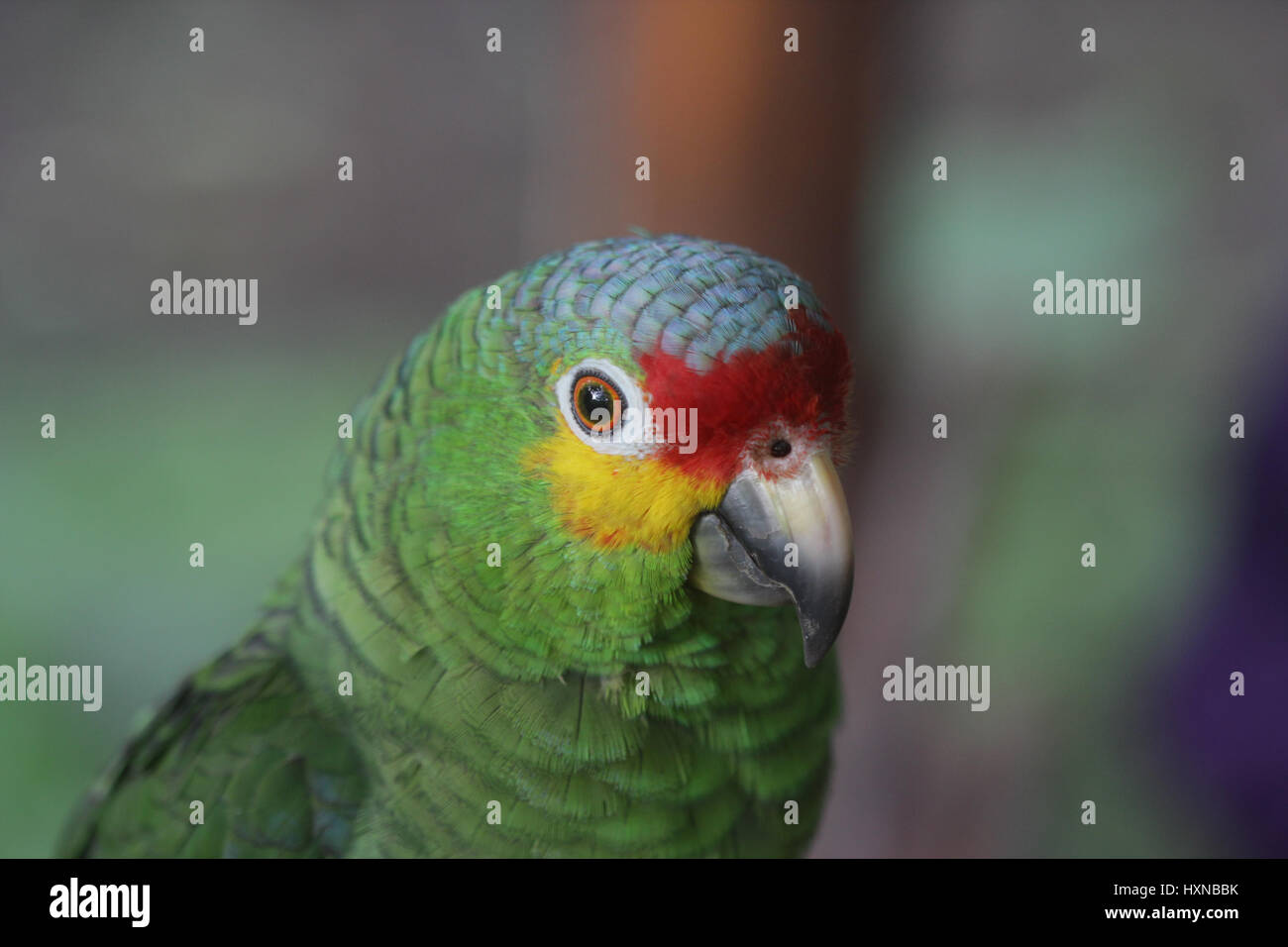 Beautiful speaking green parrot outside in the ranch Stock Photo - Alamy