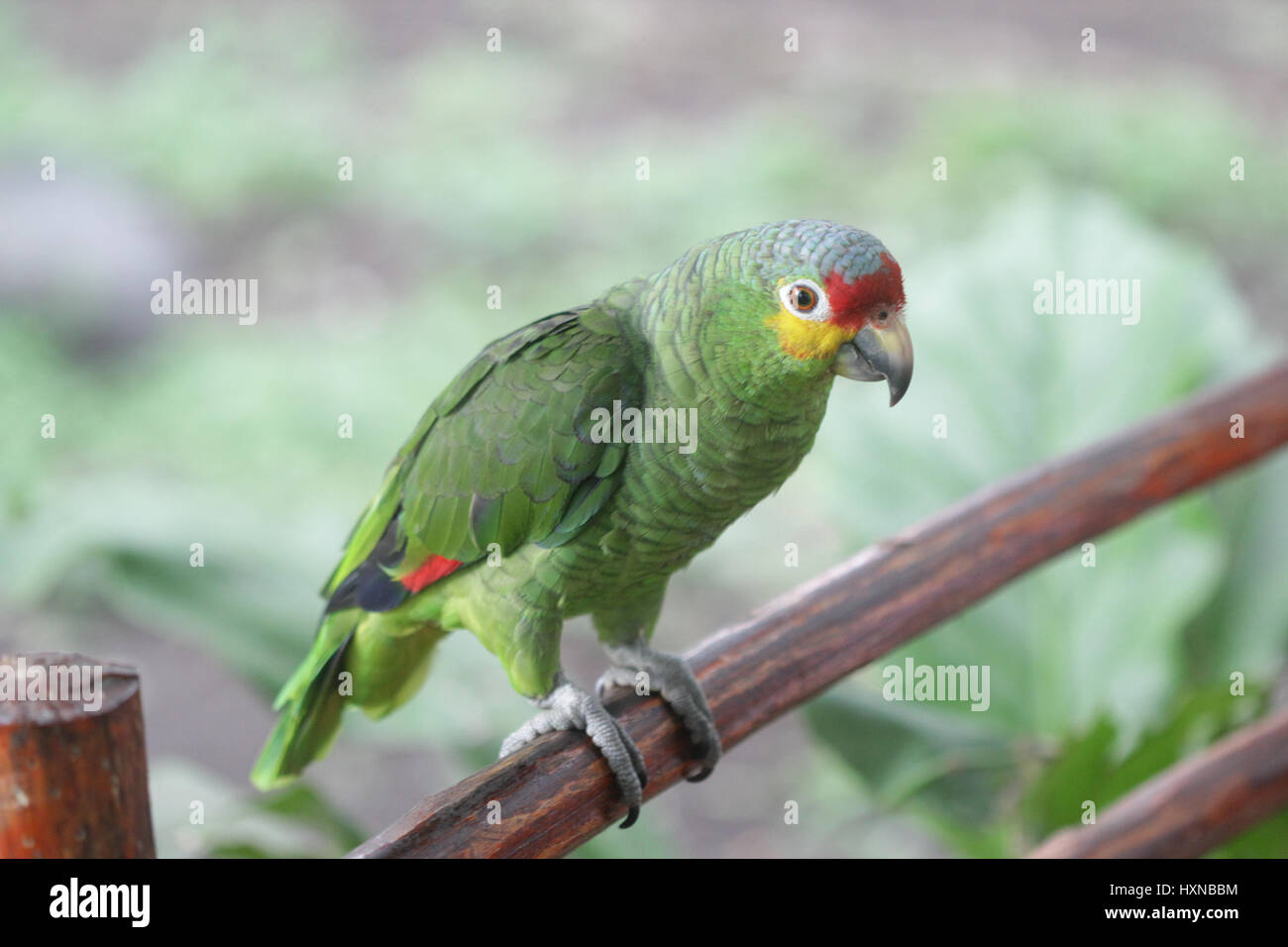 Beautiful speaking green parrot outside in the ranch Stock Photo - Alamy