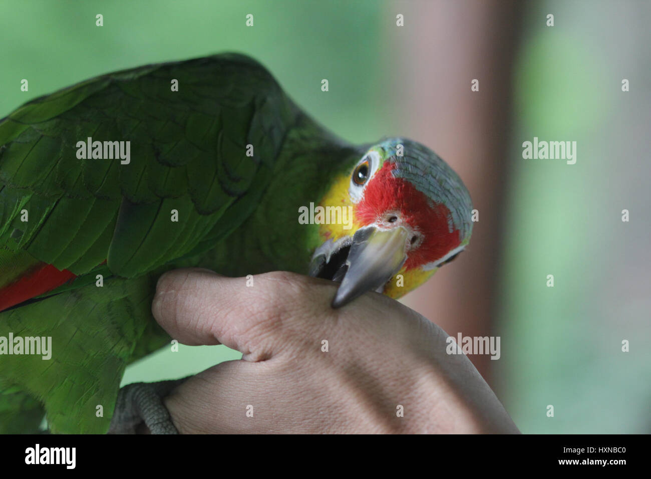 Parrot biting an arm Stock Photo - Alamy