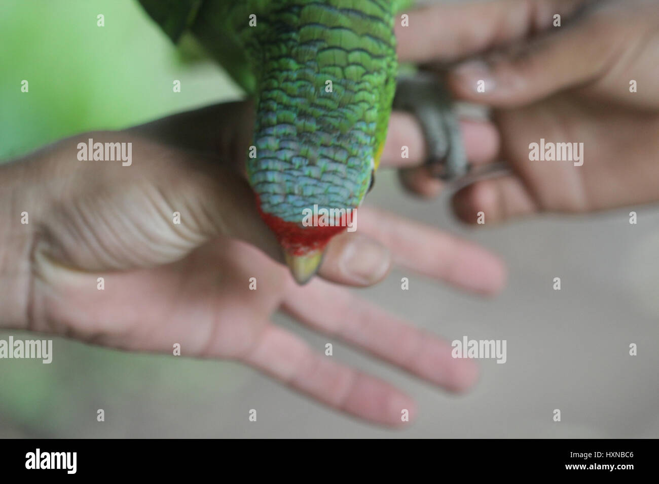 Parrot biting an arm Stock Photo - Alamy