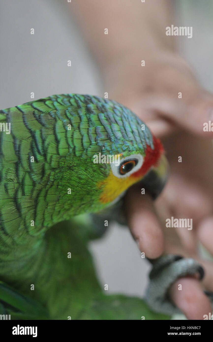 Parrot biting an arm Stock Photo - Alamy