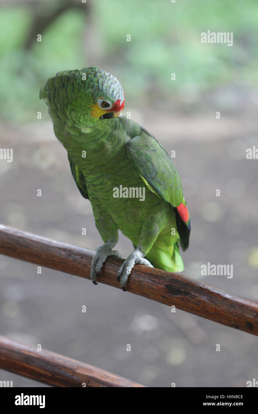 Beautiful speaking green parrot outside in the ranch Stock Photo - Alamy