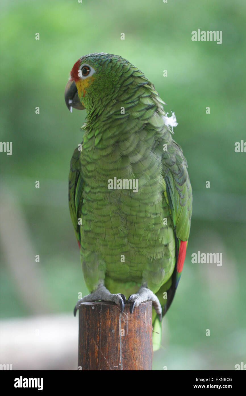 Facts about butterfly hi-res stock photography and images - Alamy