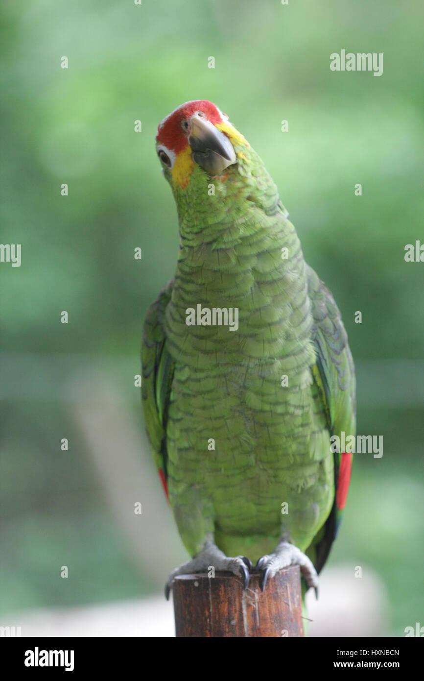 Parrot facts hi-res stock photography and images - Alamy