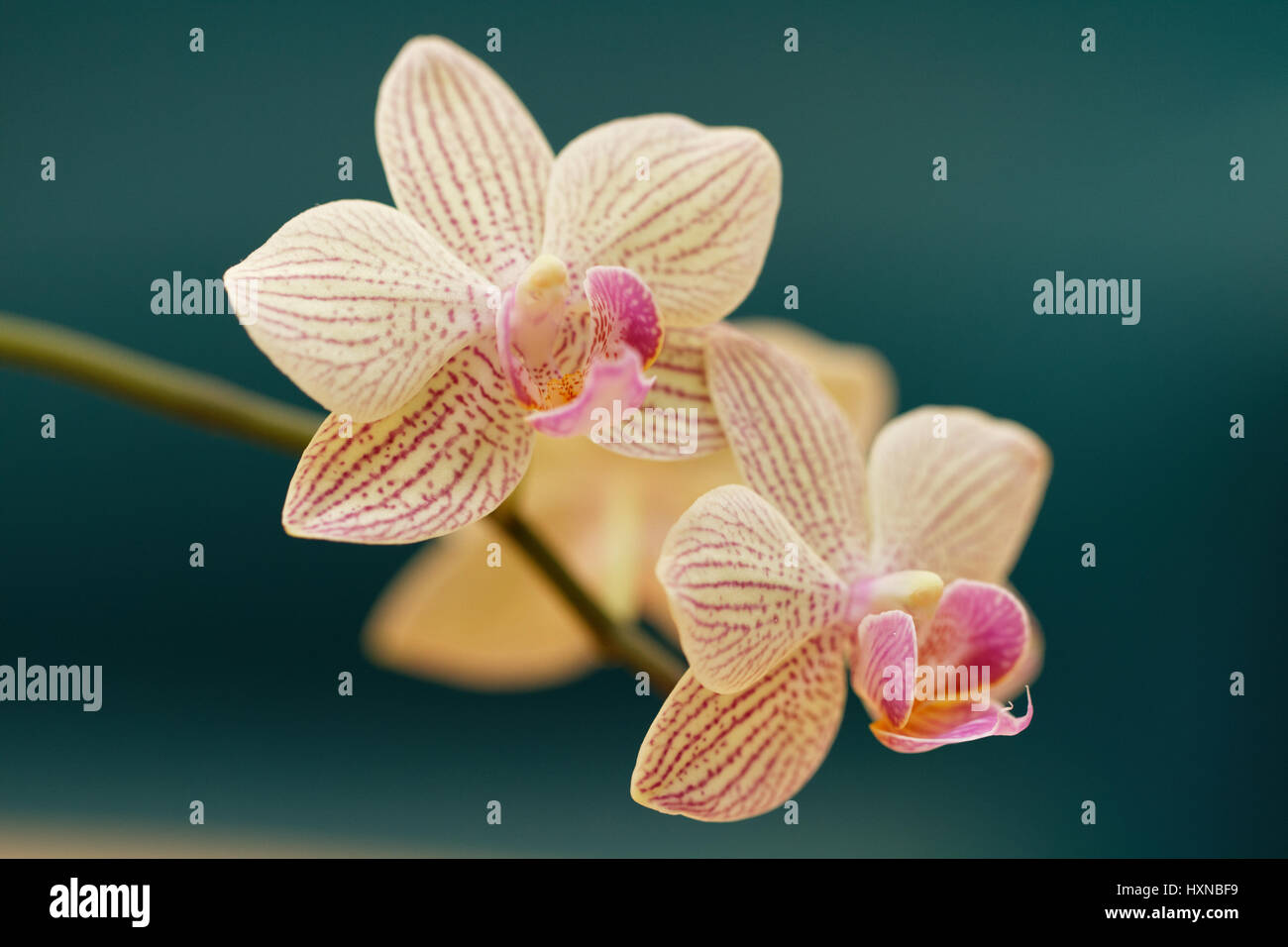 Creamy color flower hi-res stock photography and images - Alamy