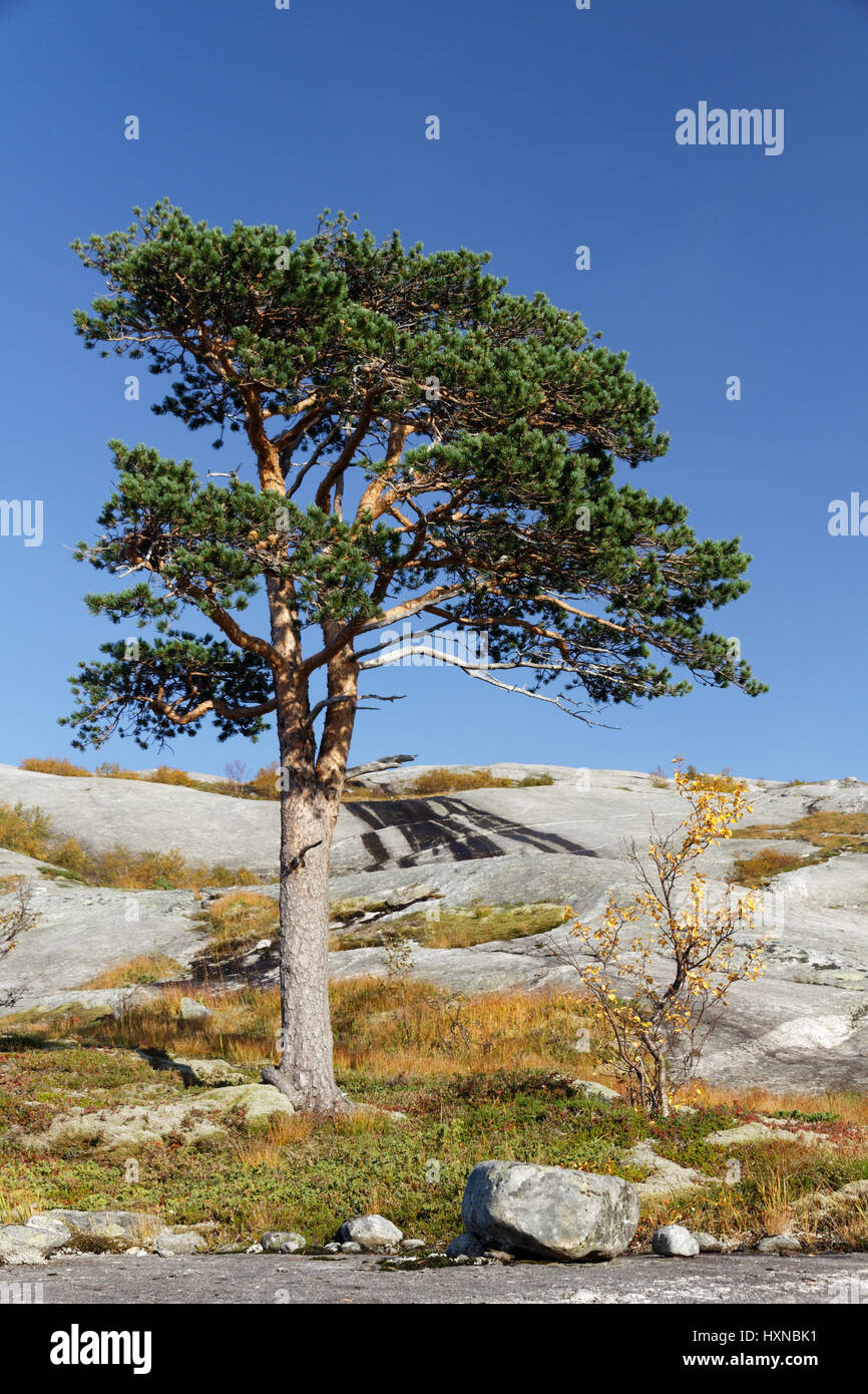 A tree in Heggmoen, near Bodø, northern Norway Stock Photo - Alamy