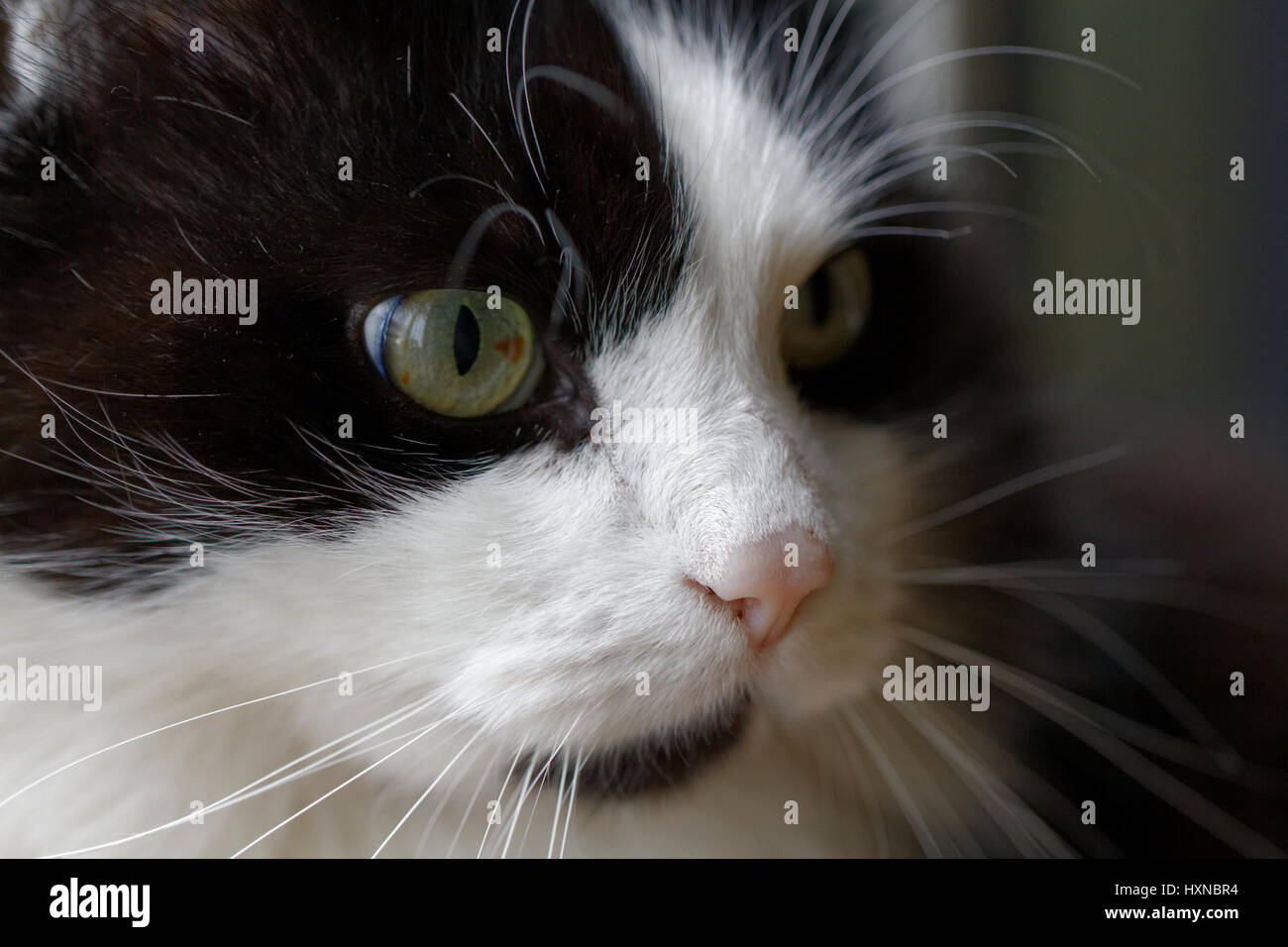 Face of an old cat Stock Photo - Alamy