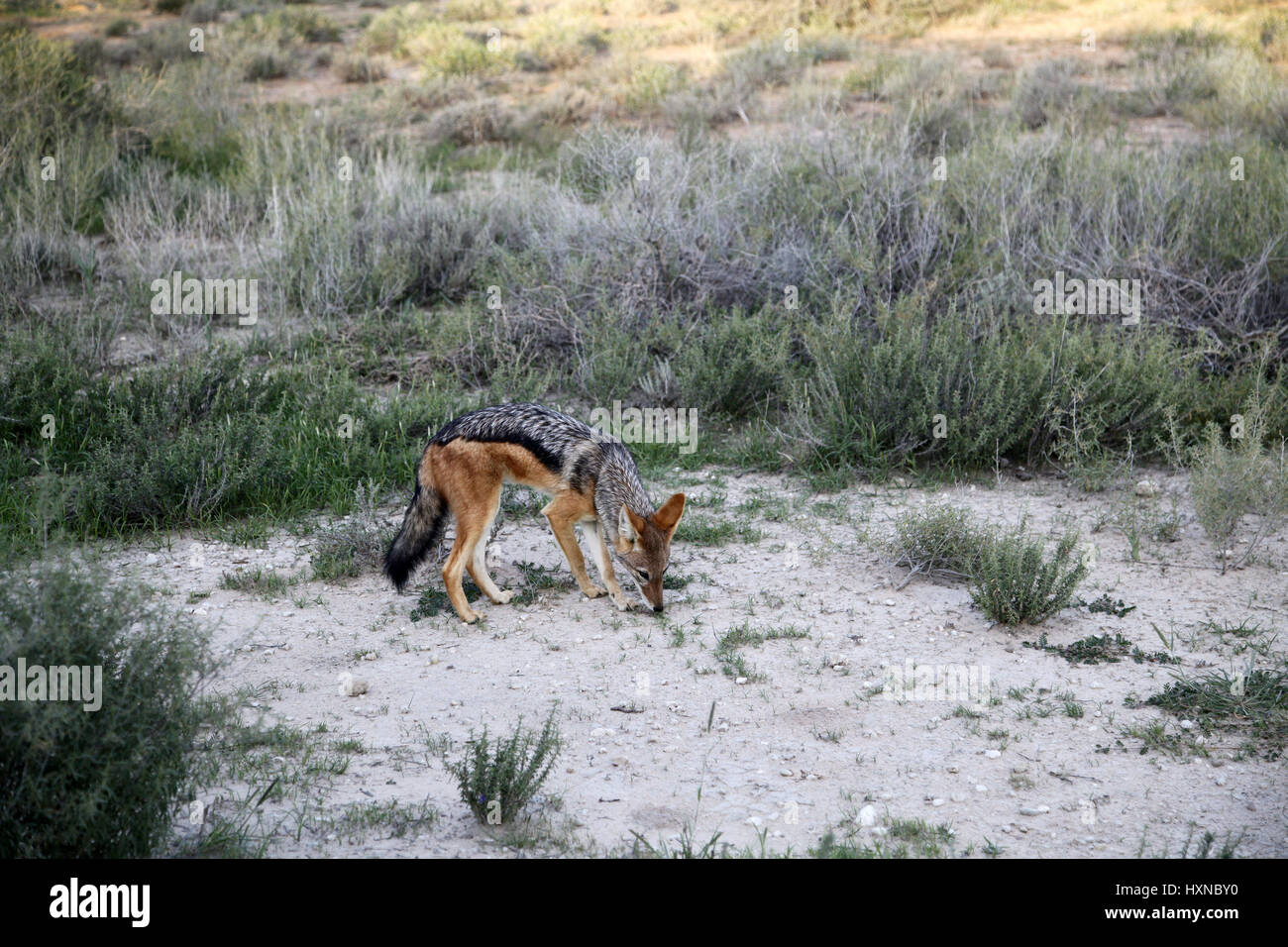Grey jackal hi-res stock photography and images - Alamy
