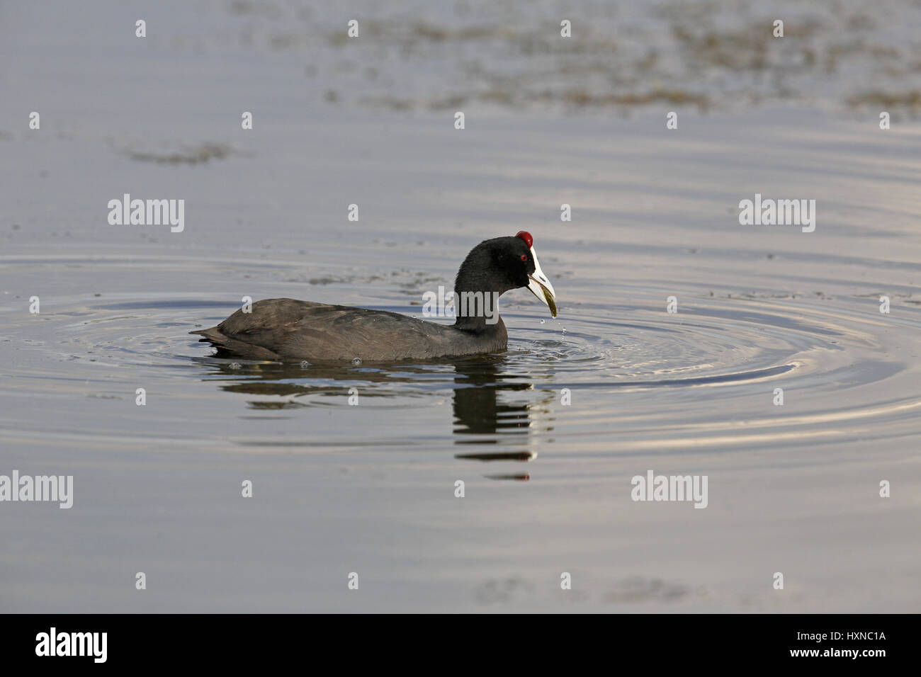 Red knobbed coot hi-res stock photography and images - Alamy