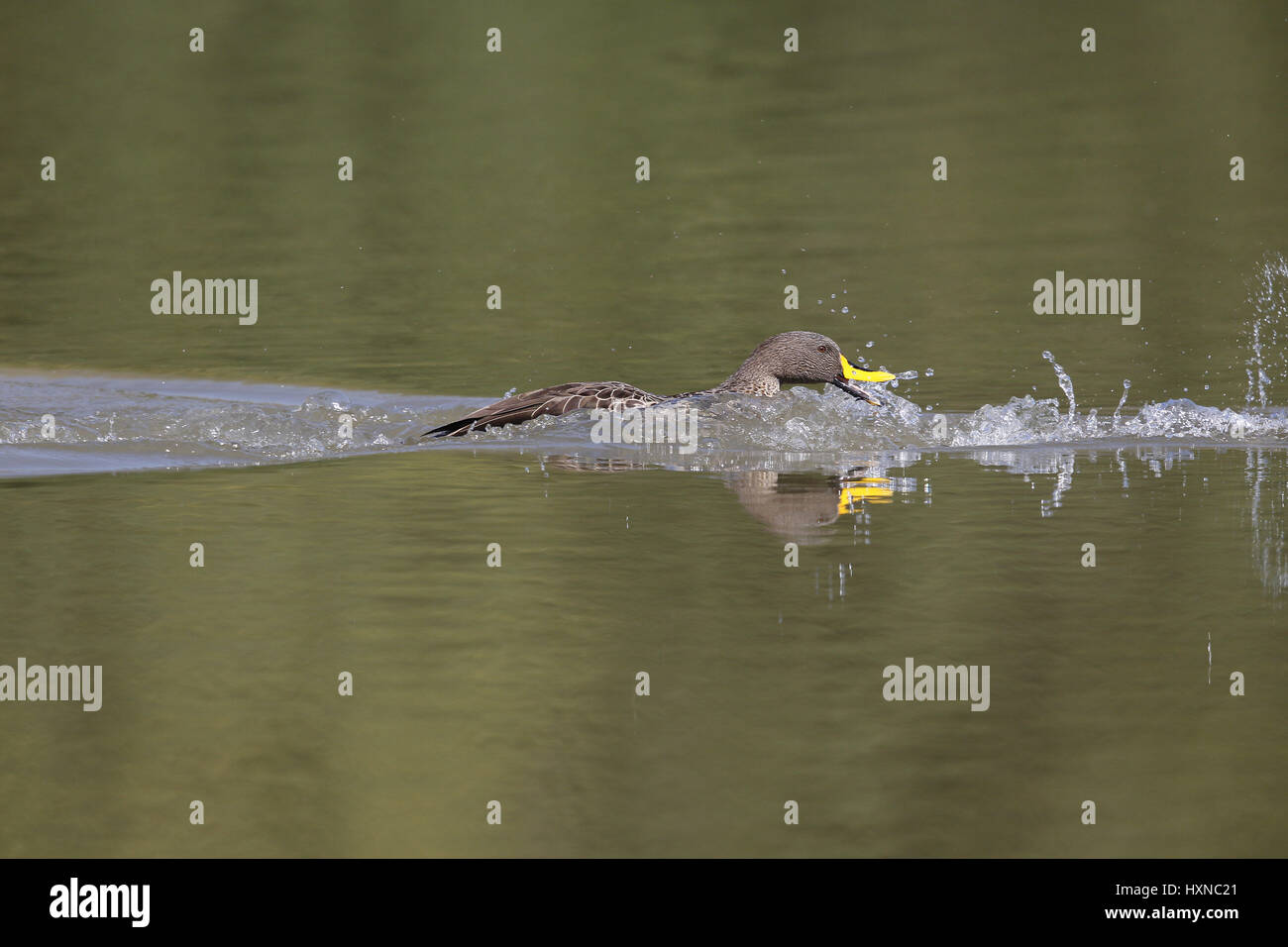African yellow bill duck hi-res stock photography and images - Alamy