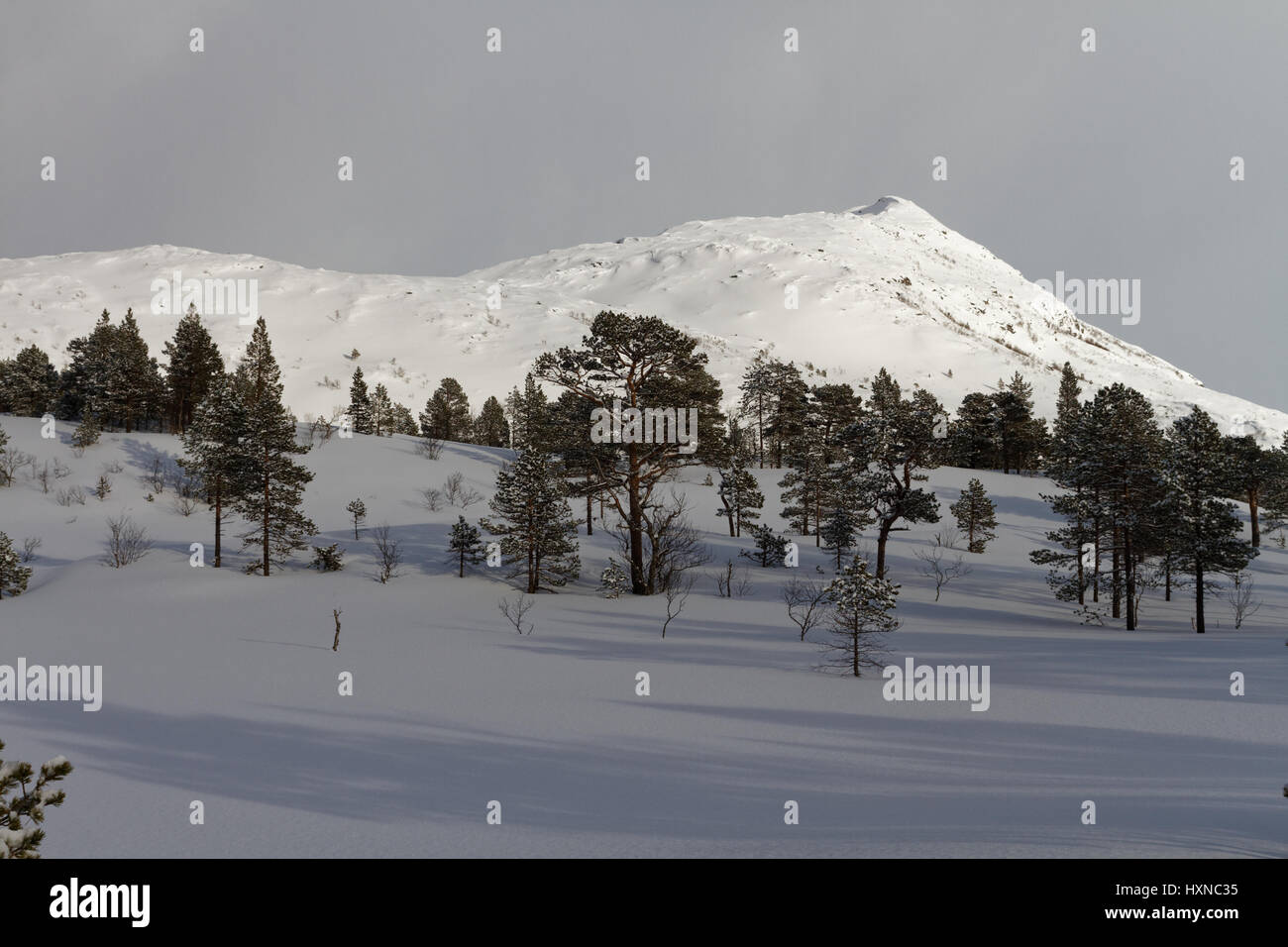 Winter Heggmoen, near Bodø, northern Norway Stock Photo - Alamy