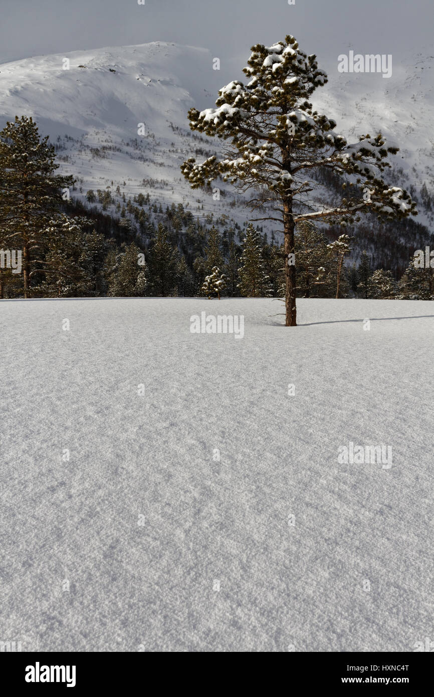 Norwegian winter landscape hi-res stock photography and images - Alamy