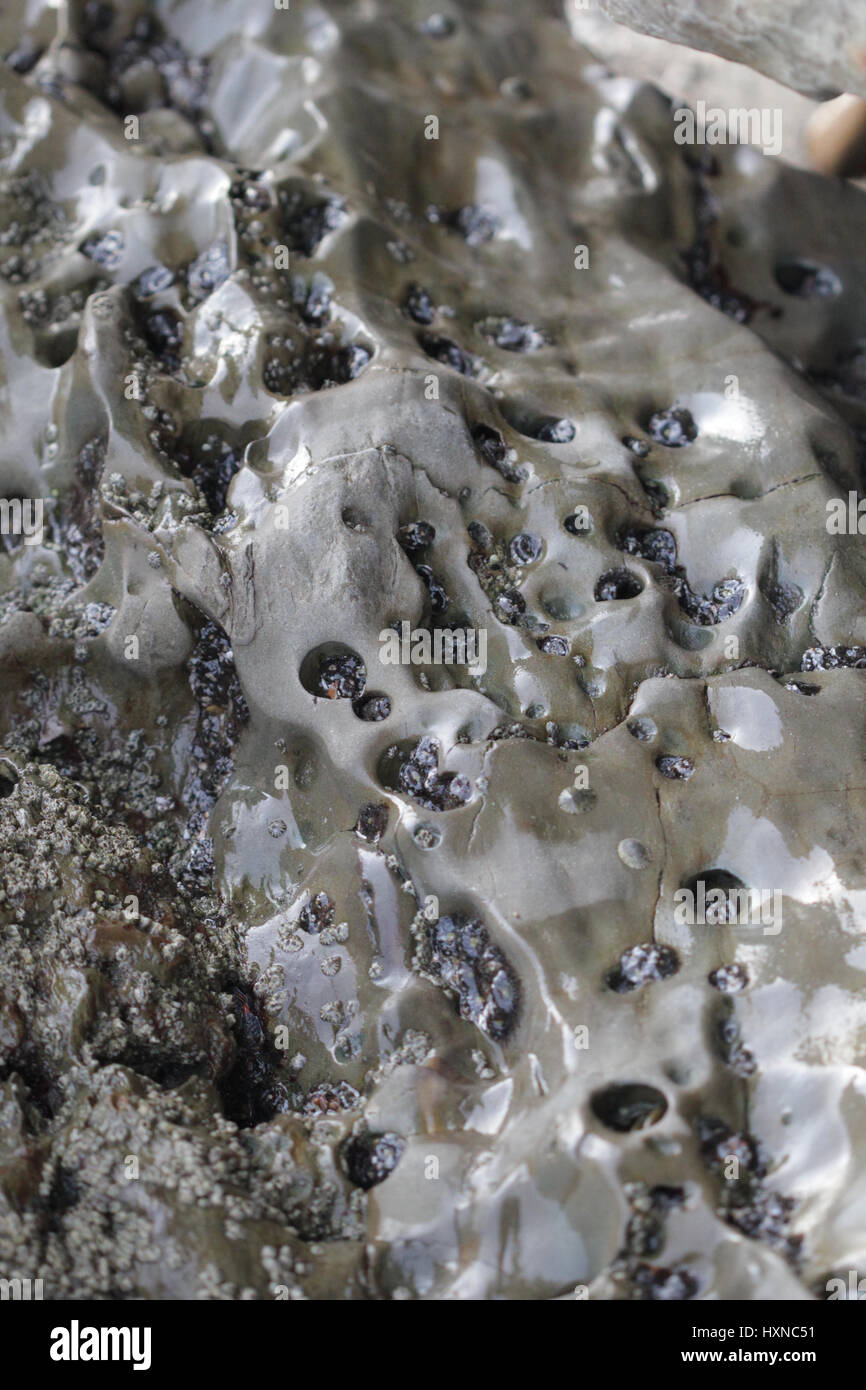 Rock with natural pattern at the beach Stock Photo - Alamy