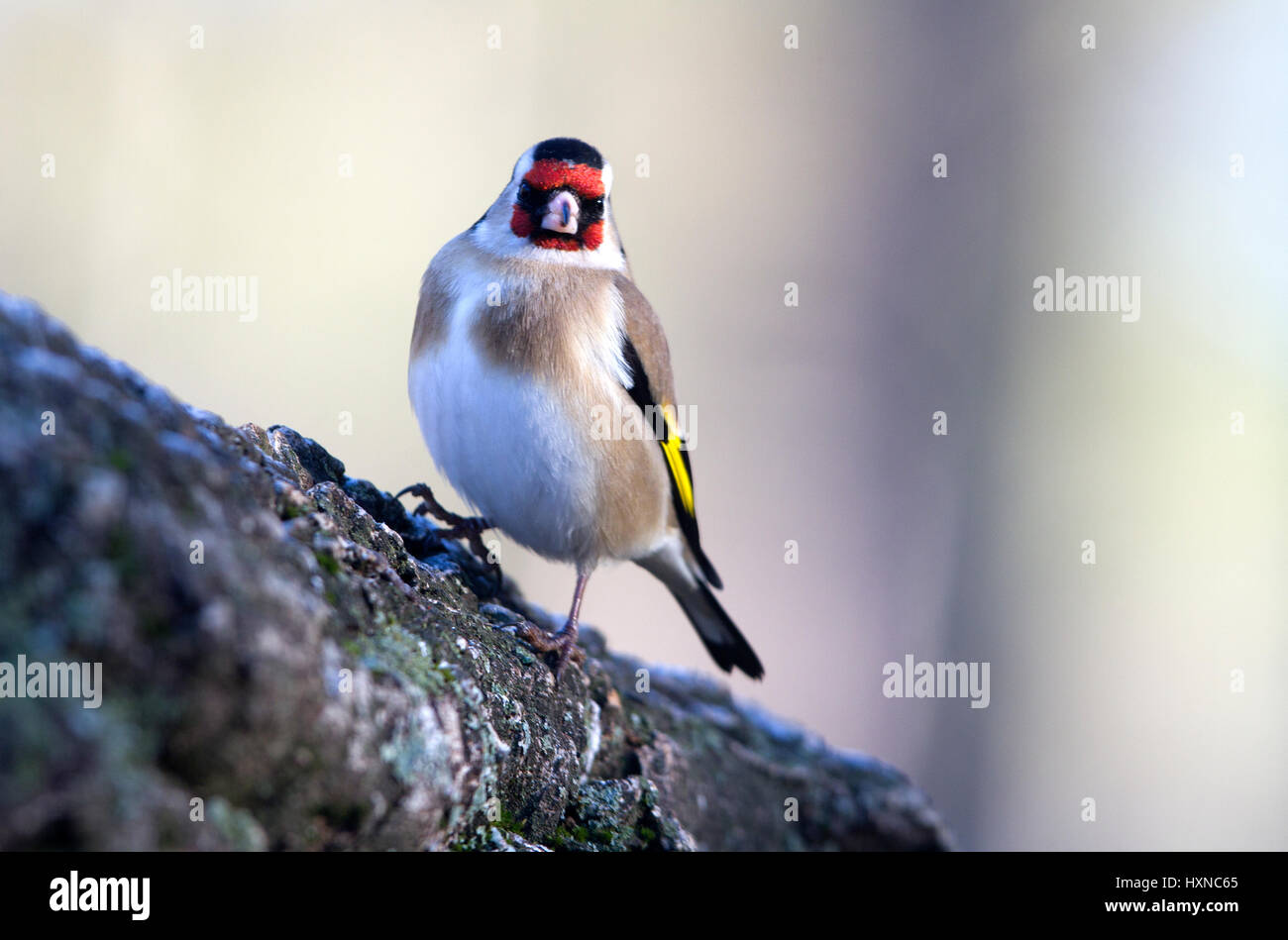 Uppland wing hi-res stock photography and images - Alamy