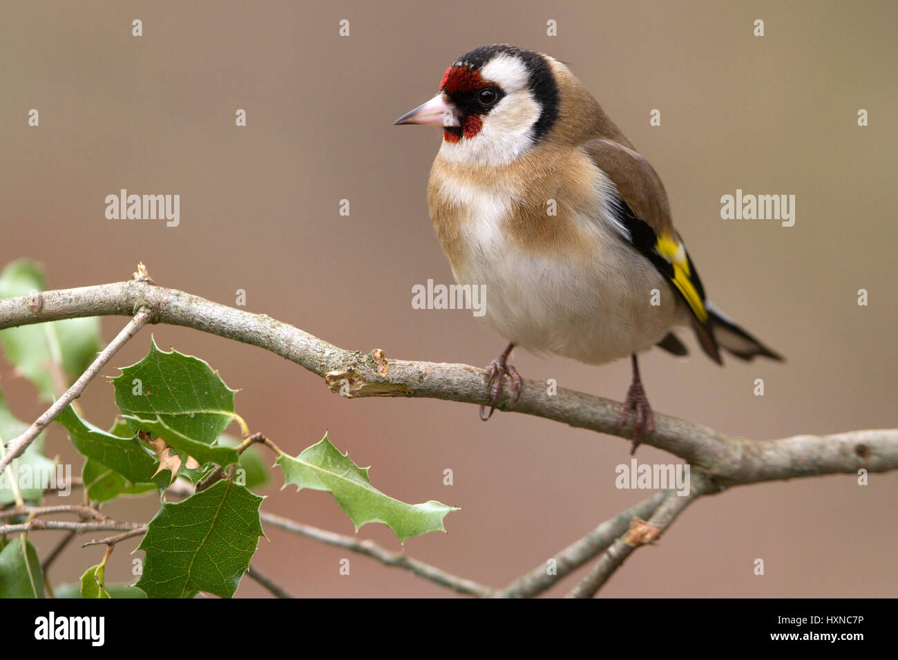 Vertebrae animals hi-res stock photography and images - Alamy