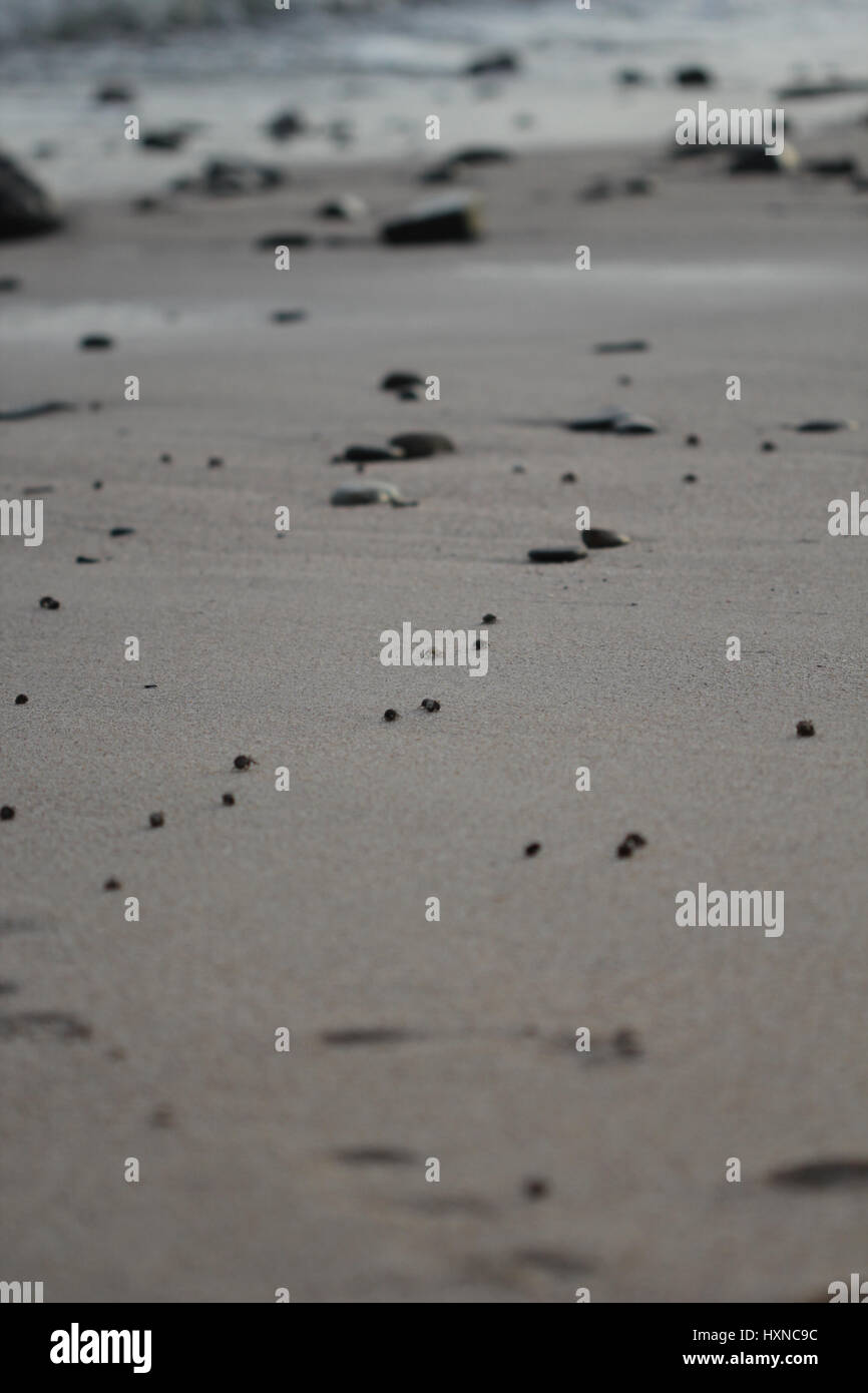 Beach small animals crawling to the sea on sand Stock Photo - Alamy