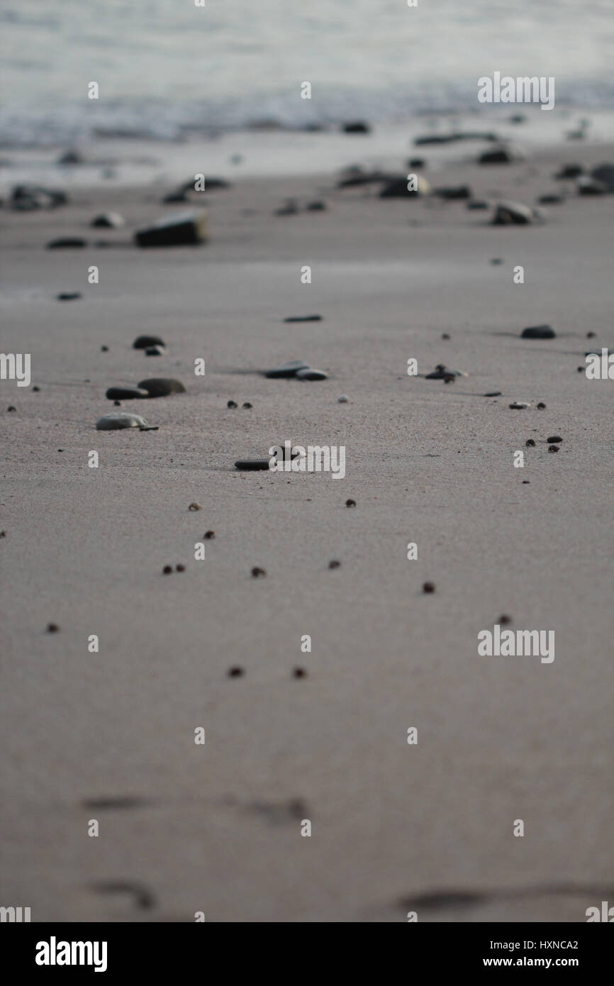 Beach small animals crawling to the sea on sand Stock Photo - Alamy