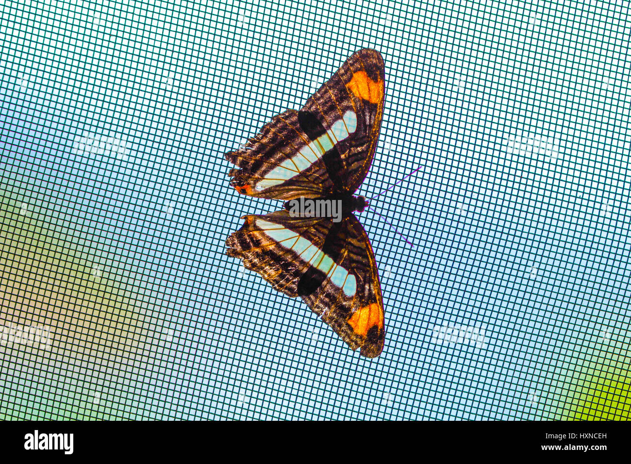 Beautiful colorful butterfly caught by the wind shield net Stock Photo ...
