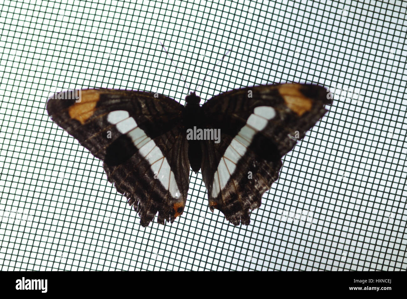 Beautiful colorful butterfly caught by the wind shield net Stock Photo ...