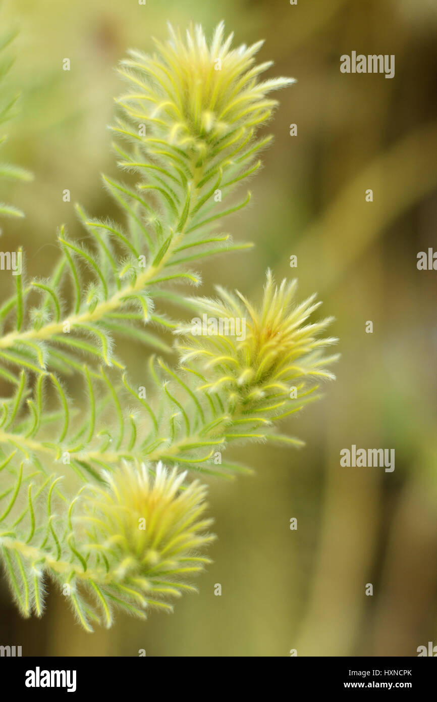 Phylica Phylica Pubescens High Resolution Stock Photography and Images - Alamy