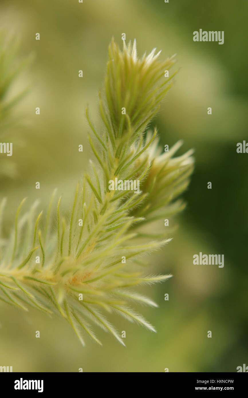 Phylica High Resolution Stock Photography and Images - Alamy