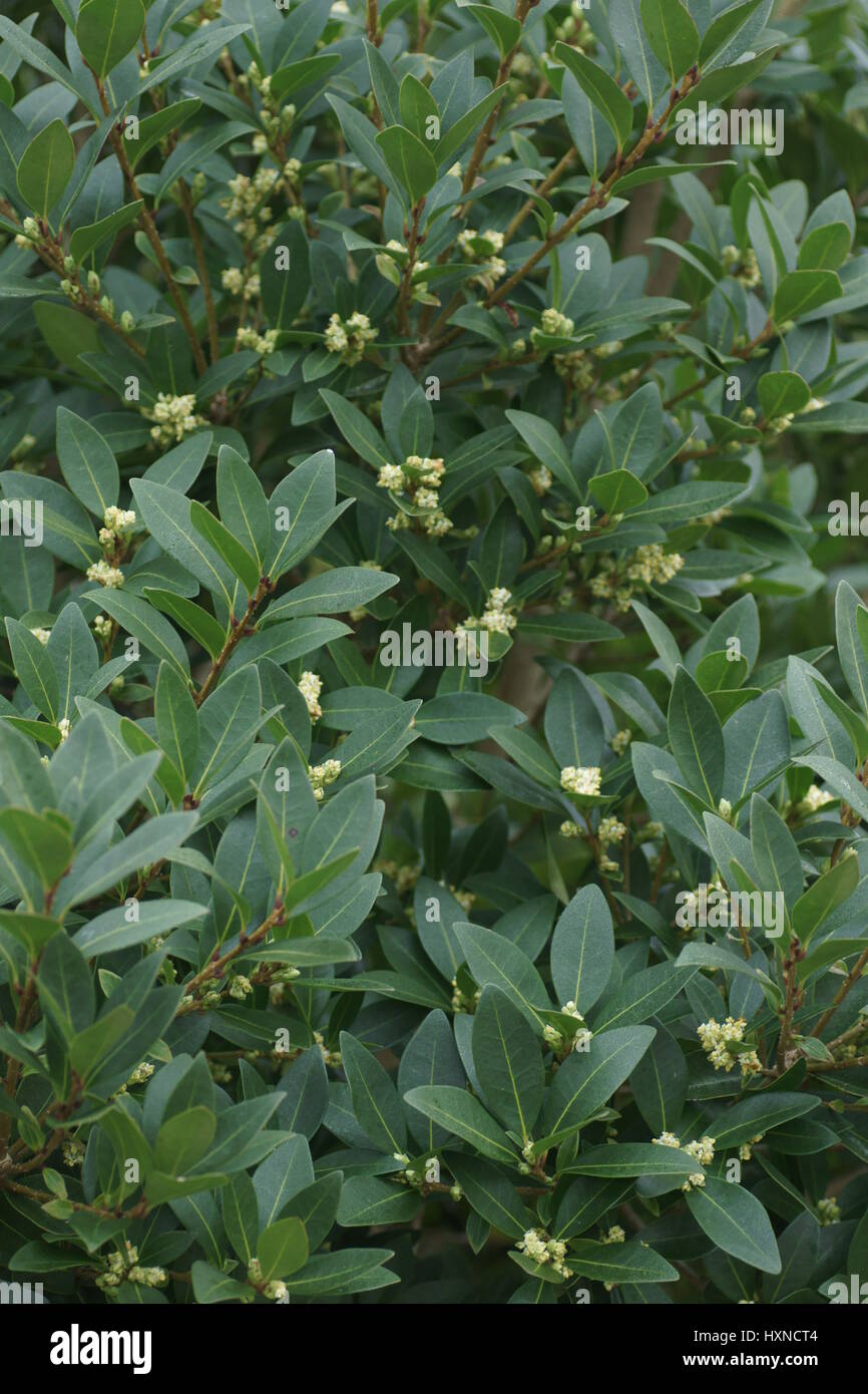 Picconia hi-res stock photography and images - Alamy