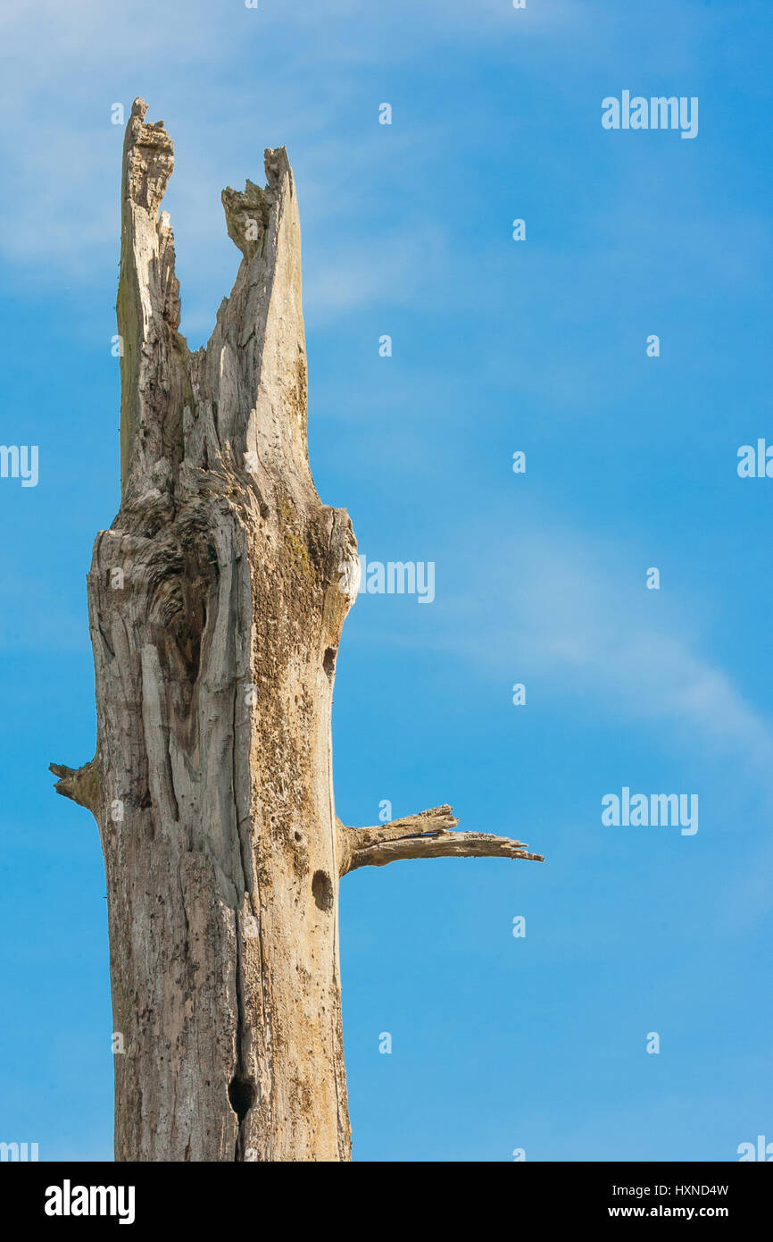 old rotten tree trunk Stock Photo - Alamy