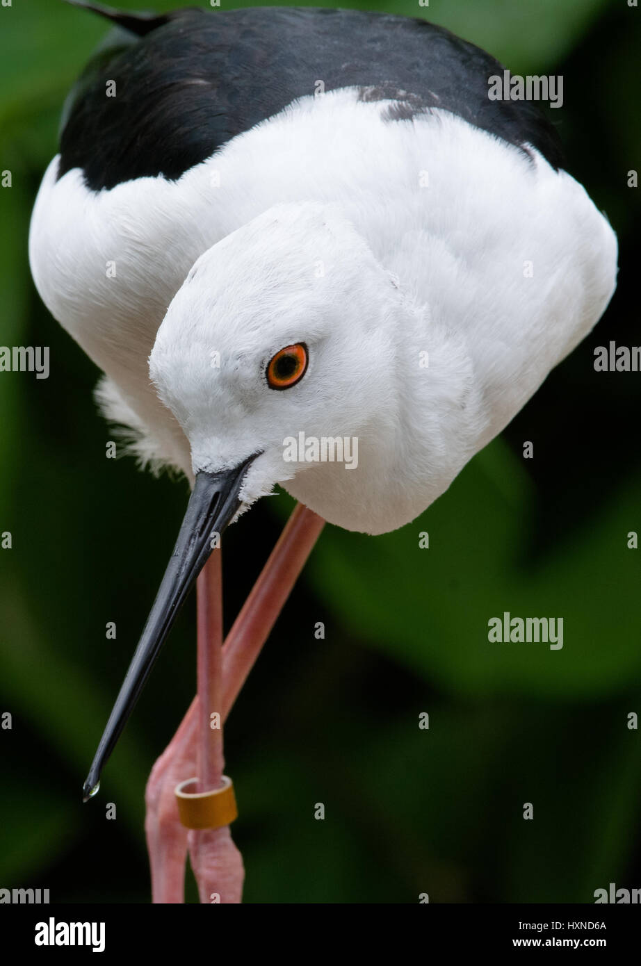 Black winged stilt Stock Photo - Alamy