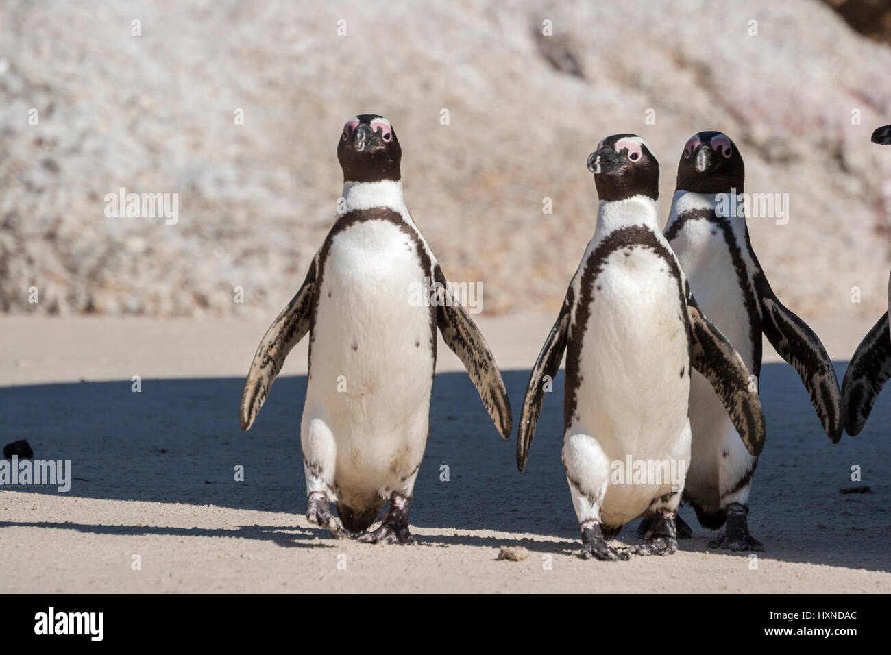 African Penguin (Spheniscus demersus Stock Photo - Alamy