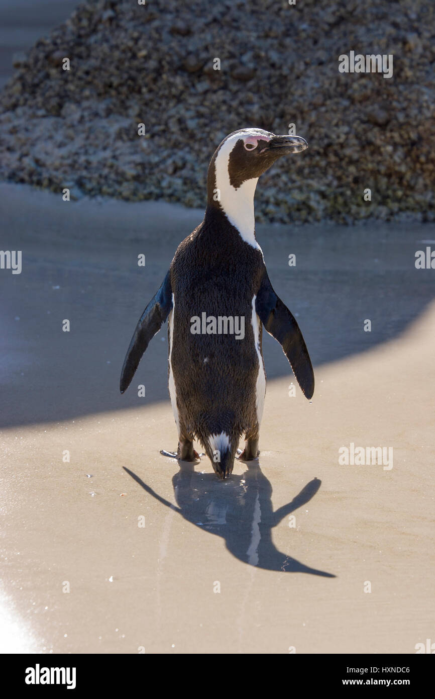 African Penguin (Spheniscus demersus Stock Photo - Alamy