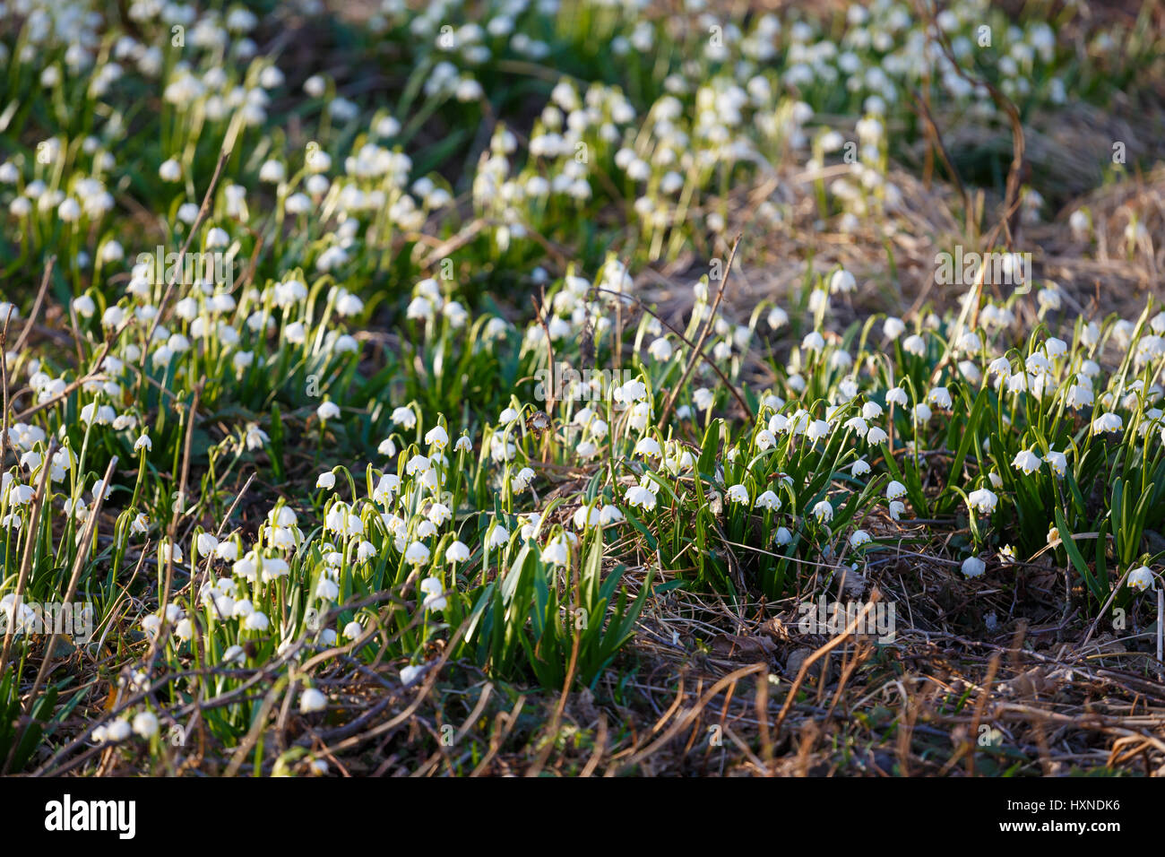 White spring snowflake flowers (leucojum vernum), springtime background ...