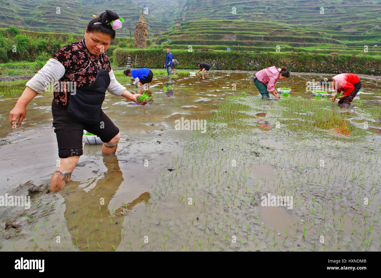 Chinese peasant farmer hi-res stock photography and images - Alamy