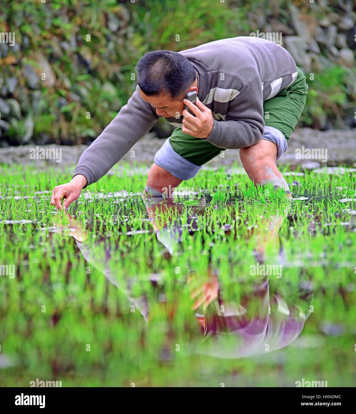 GUIZHOU, CHINA - APRIL 18: Spring Planting rice in the rice paddies of ...