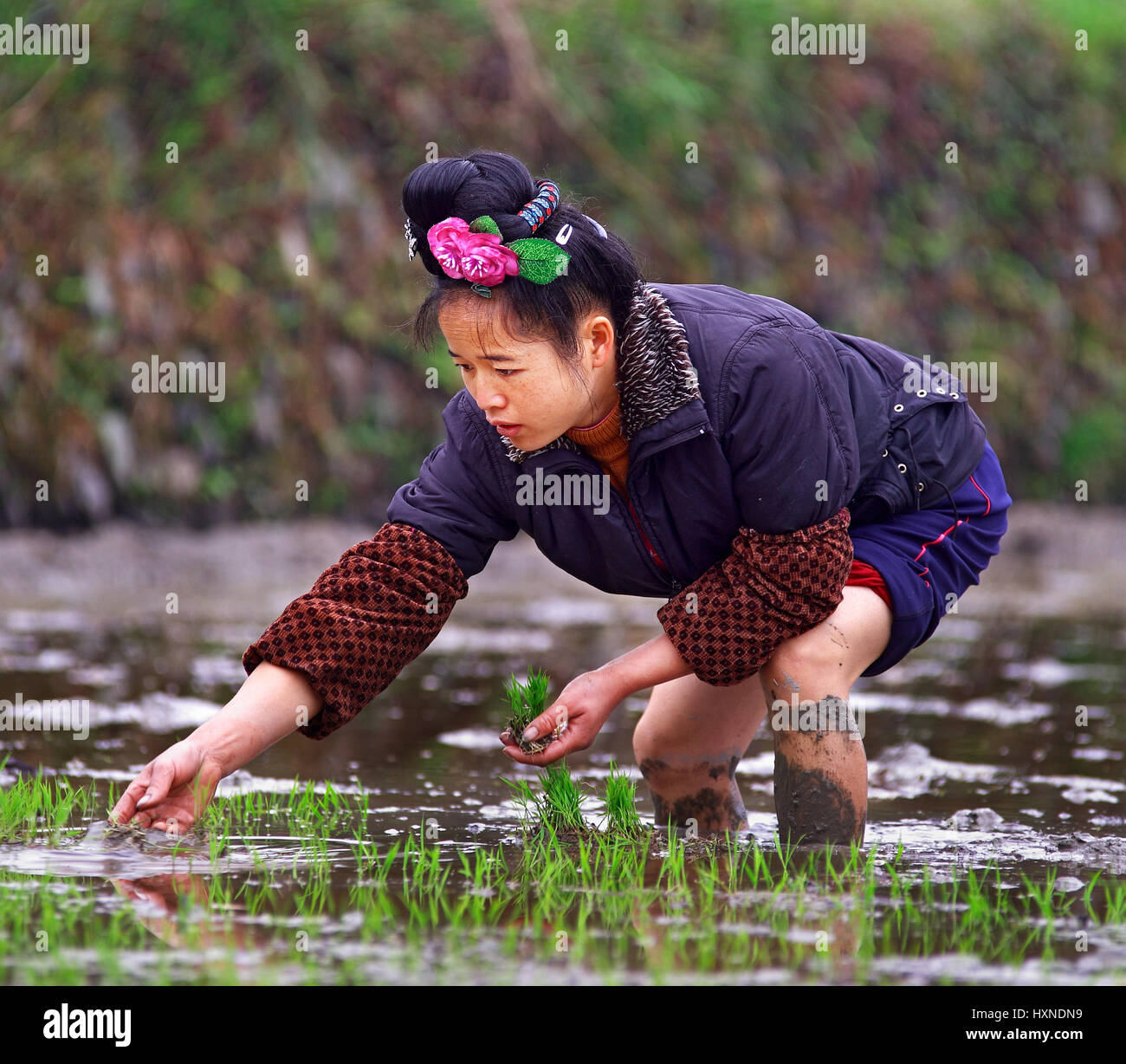Chinese Rice Field Worker