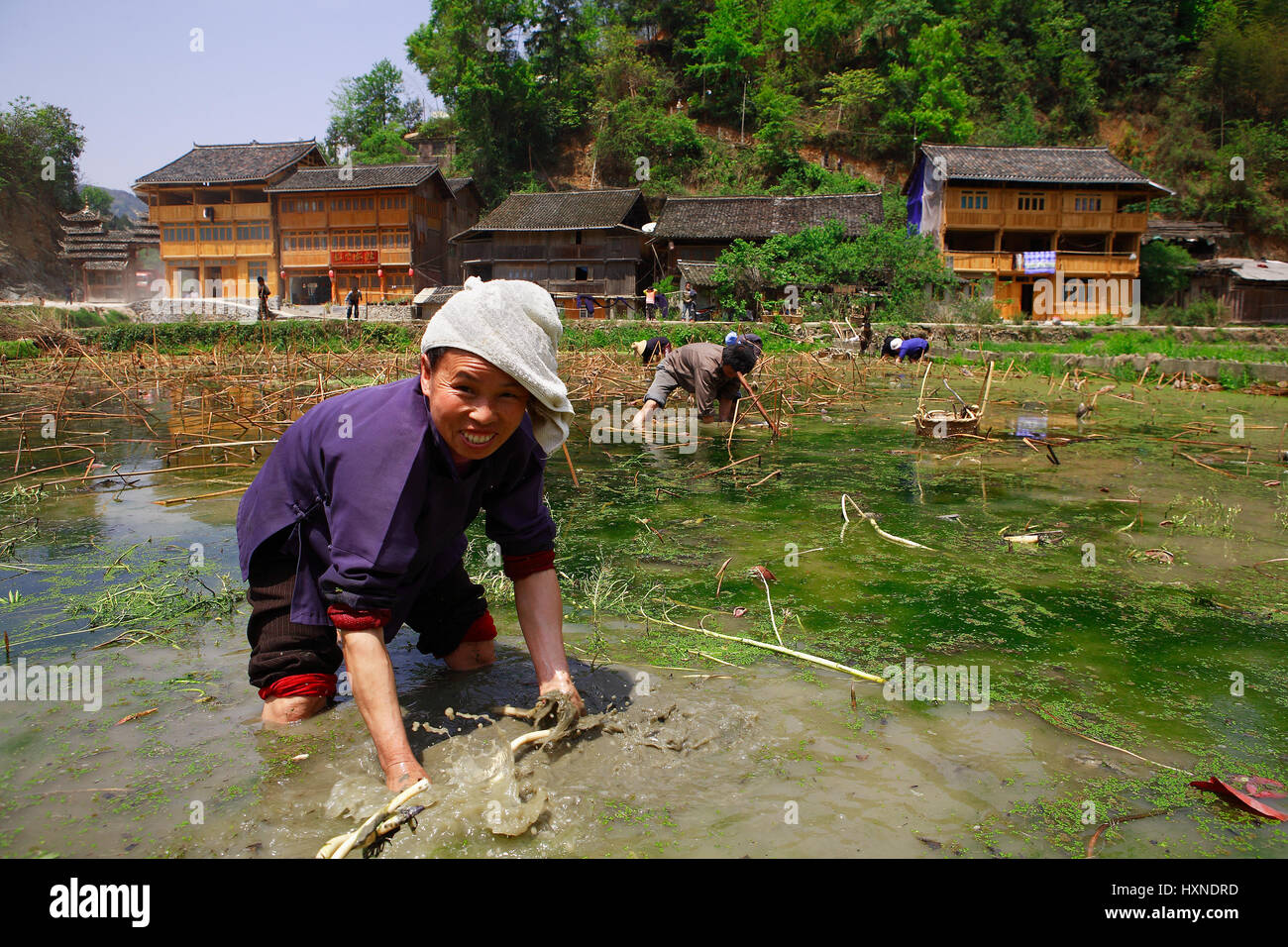 GUIZHOU PROVINCE, CHINA - APRIL 8: Dong ethnic woman working in rice ...