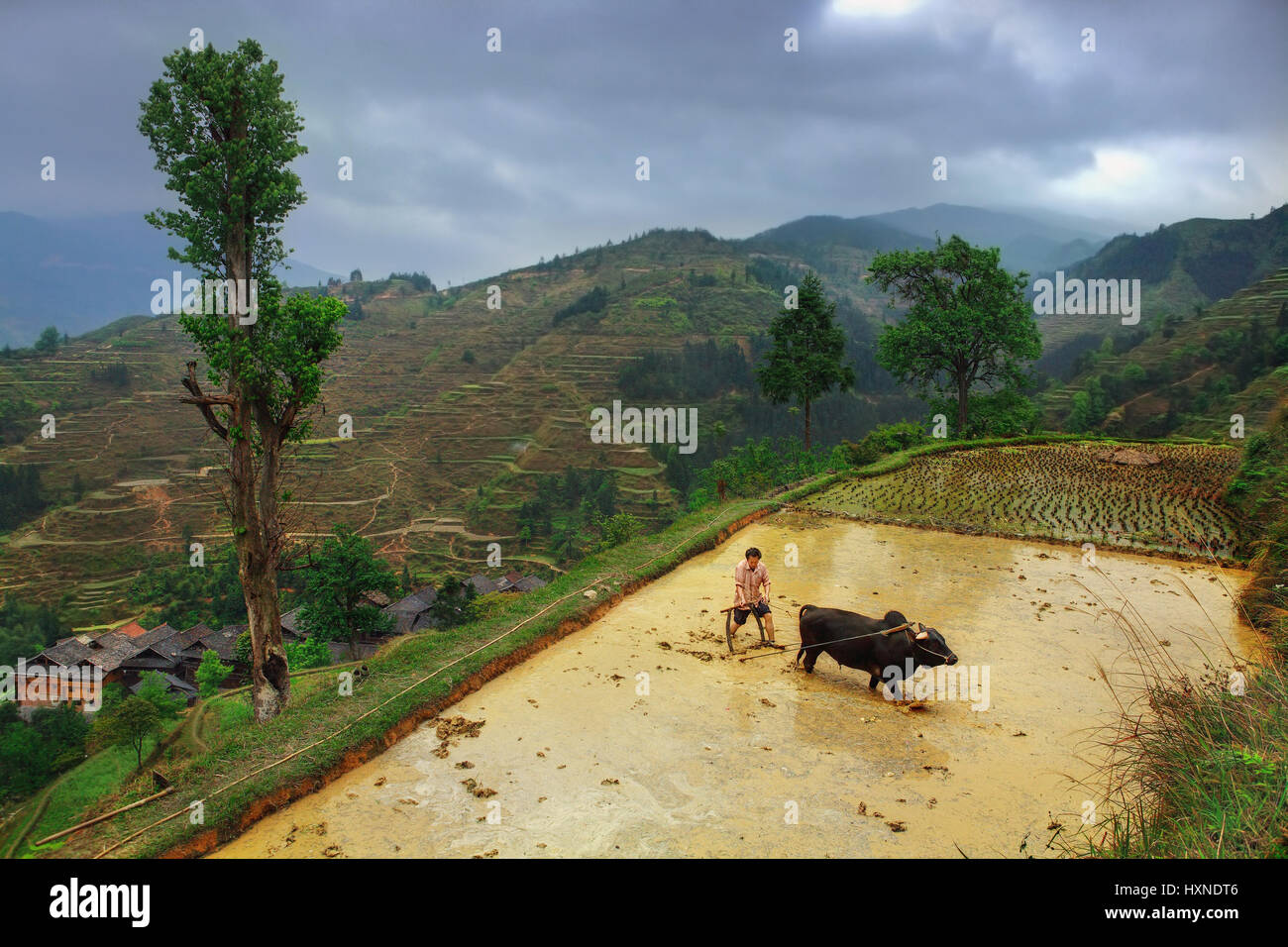 Farmer water buffalo plough in High Resolution Stock Photography and ...