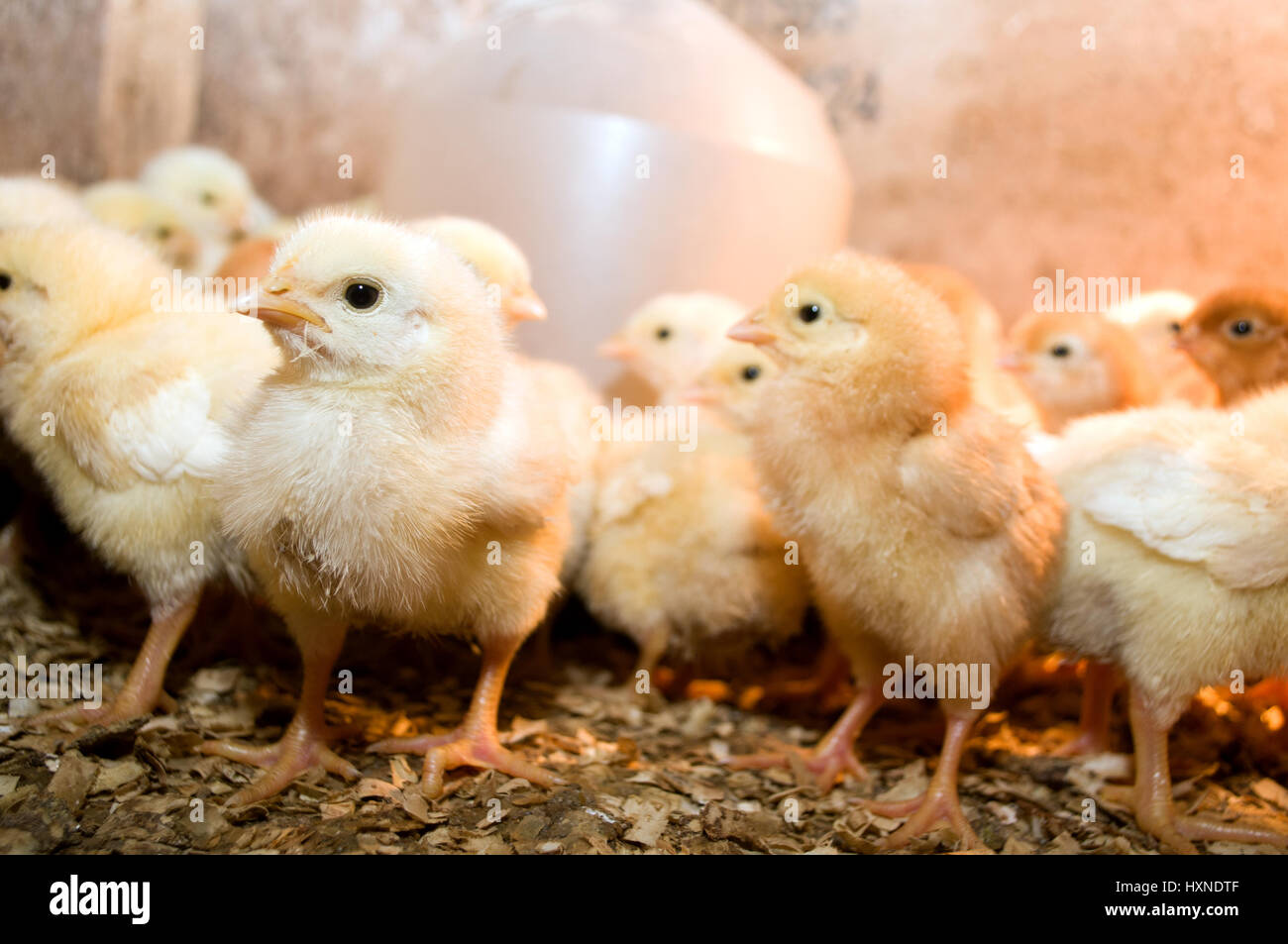 Photographing chicks in a box while they eat and drink Stock Photo - Alamy