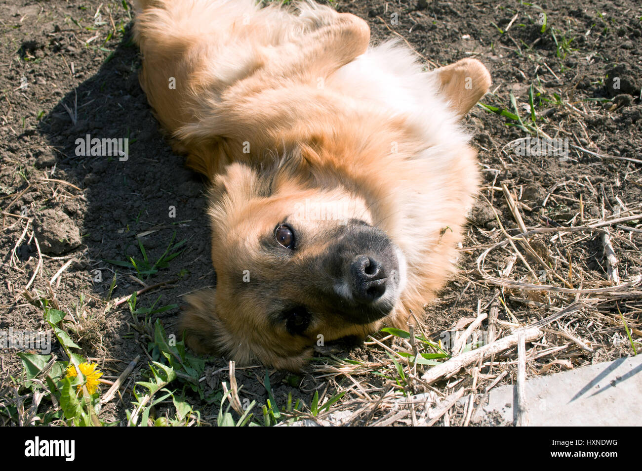 Little brown puppy playing farm hi-res stock photography and images - Alamy