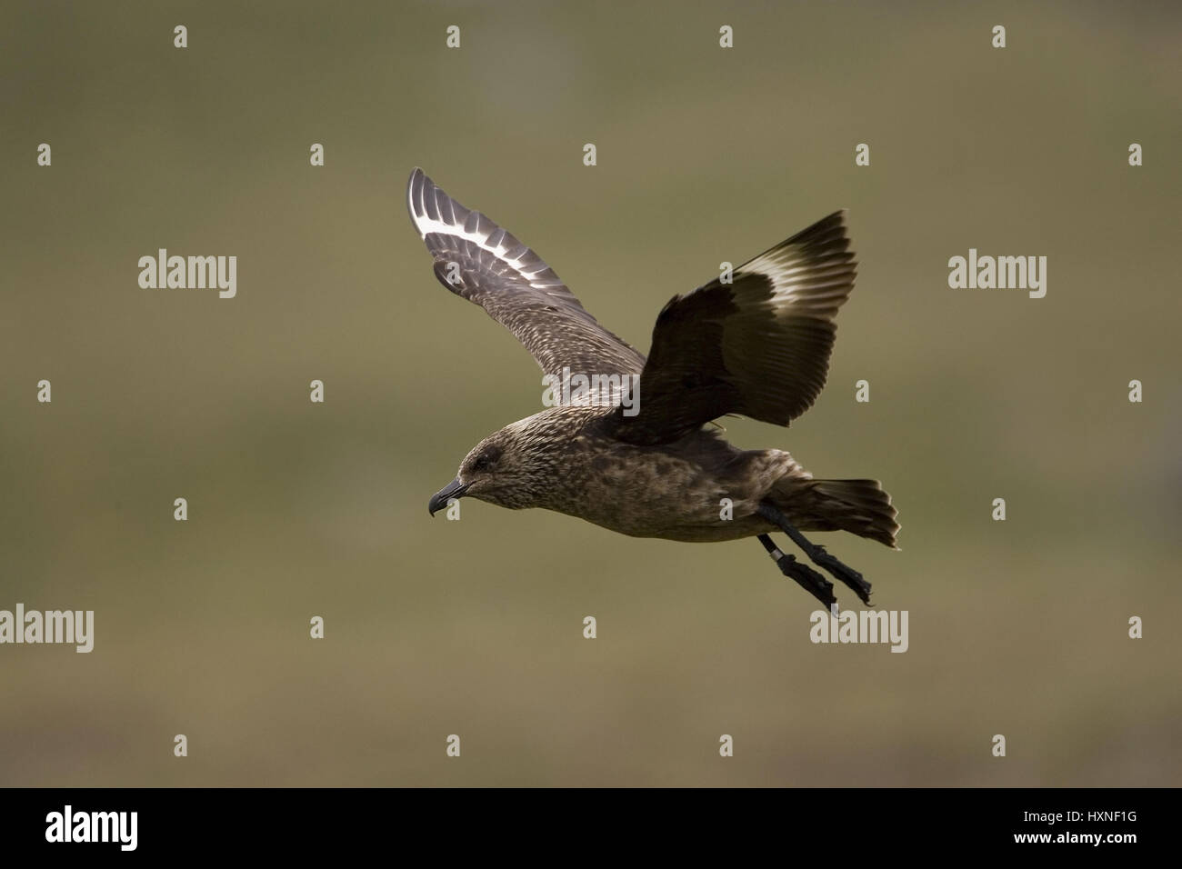 Skua flying. Norway, Skua fliegend. Norwegen Stock Photo - Alamy