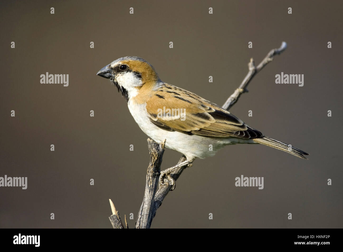 Red-brown sparrow, Passer motitensis - Great Sparrow, Rotbrauner ...